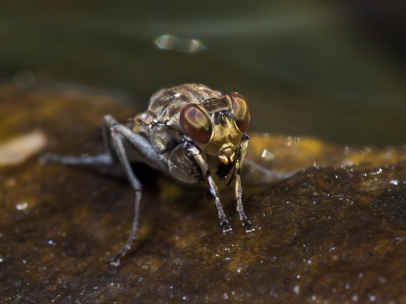 Real Monstrosities: Ochtheran Mantis Fly