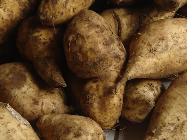 Ubi Jalar atau Ketela Rambat Tidak hanya Enak Akan tetapi Sangat Baik ...