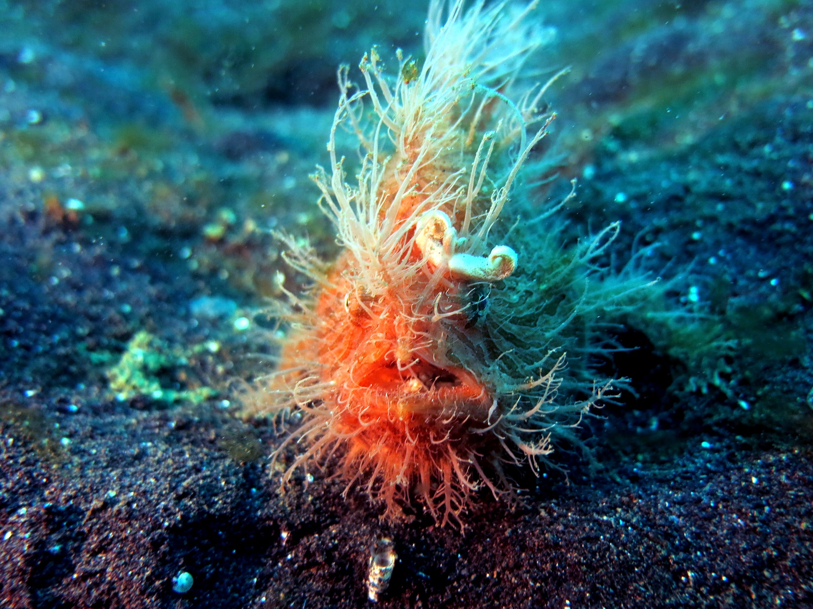 Real Monstrosities: Striated Frogfish