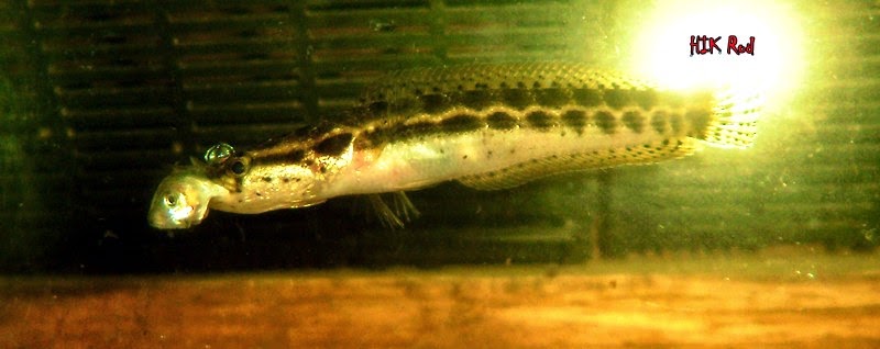 Mahamaya Hiko: Channa Bankanensis "Bangka snakehead" Profil dan cara ...