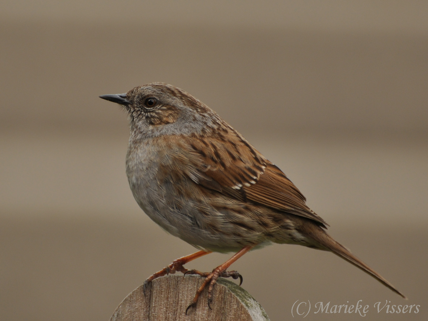 De Schepschuur: Heggemus