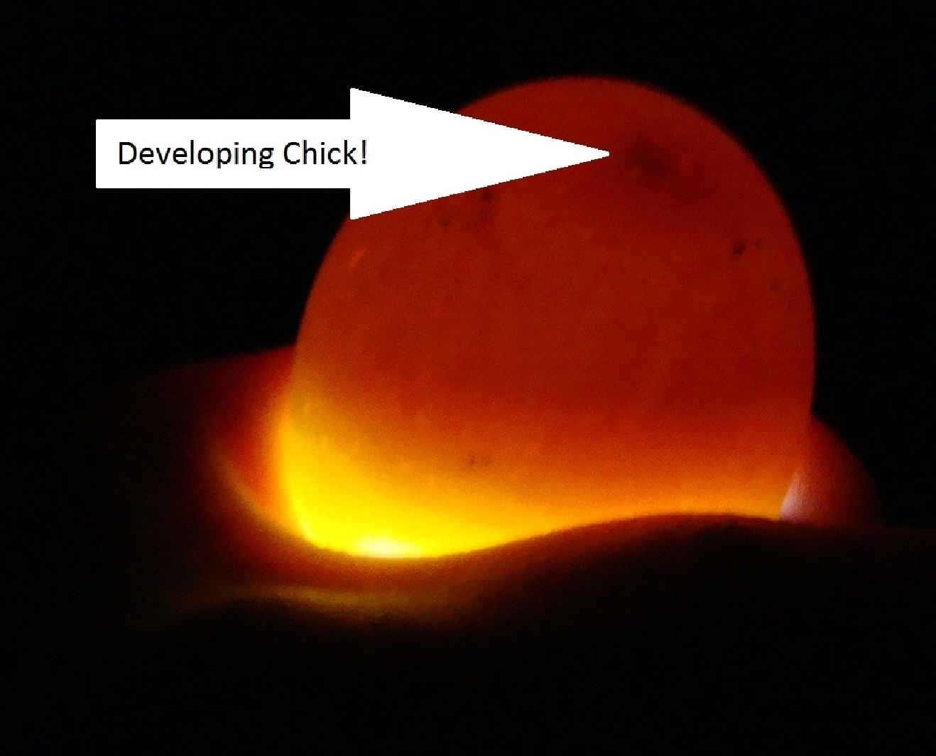 Hatching Chicks at MPL: Day 8!!!!!!! Candling Development!!!!!!