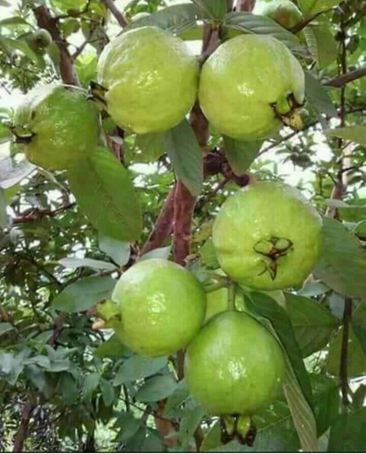 World Information: Mga benefits ng bayabas na dapat ninyong malaman