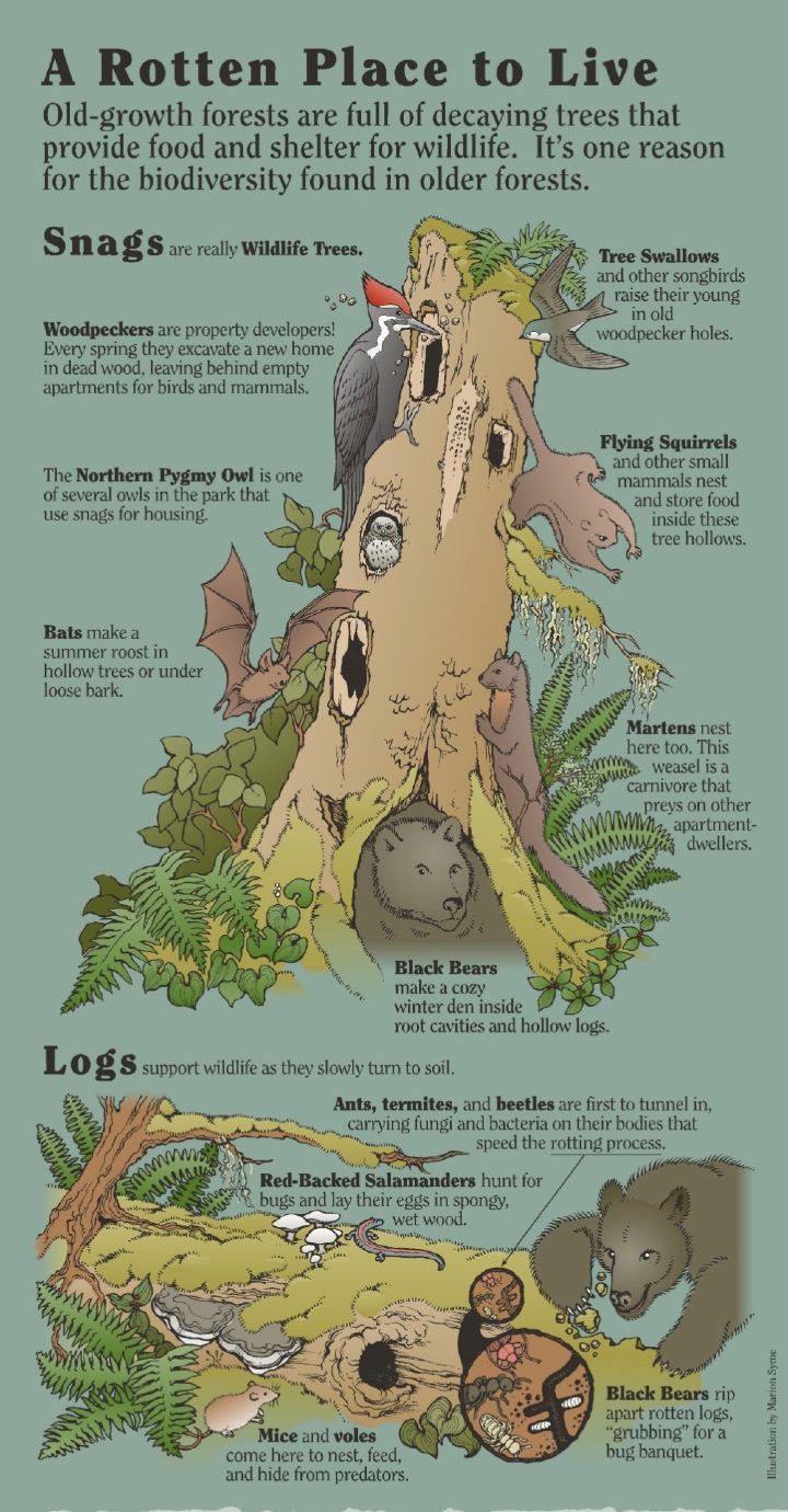 Vancouver Island Big Trees: Wildlife Trees: A Wonderful, Rotten Place ...