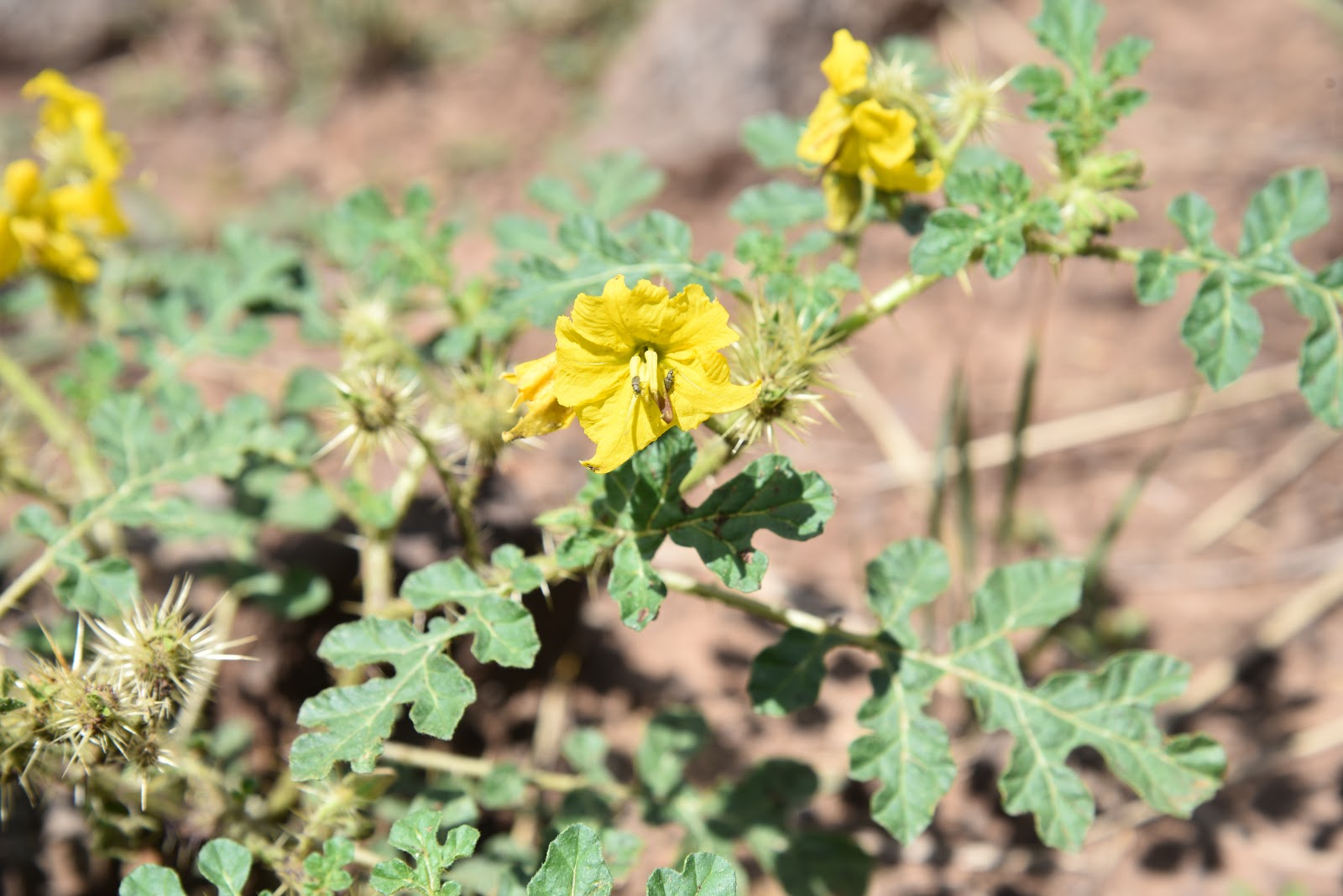 Arizona Hiking: STAGE STATION LOOP
