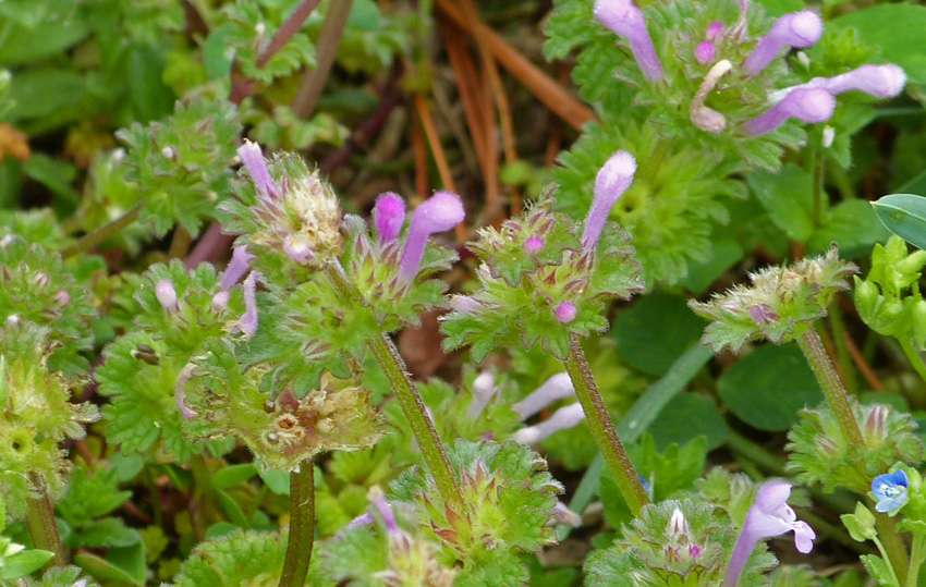 KY Natural Inquirer: Spring Weed Flowers