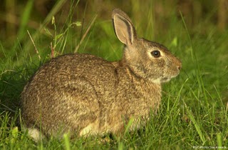 Argentina nativa: Tapetí (Sylvilagus brasiliensis)