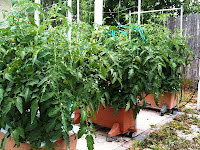 Mind - Body Thoughts: Earthbox Vegetables Are The Best