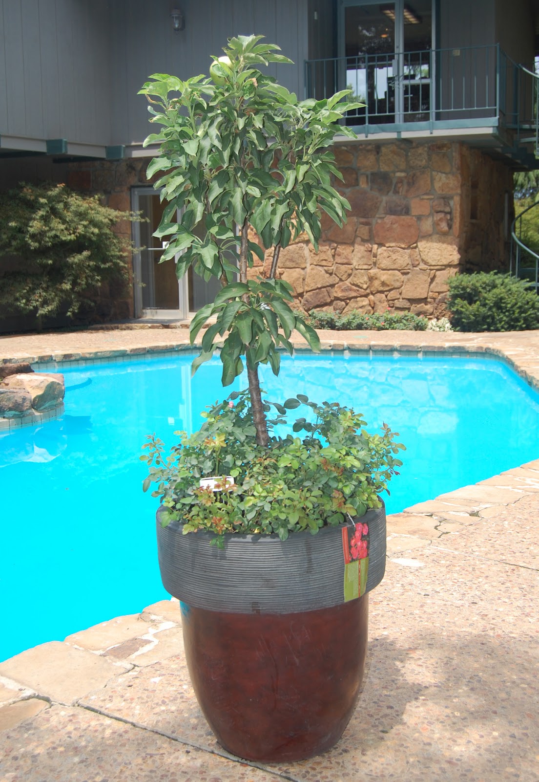 Plant Preview: Dwarf Columnar Urban(TM) Apple Trees