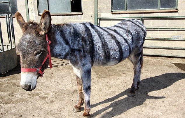 All Funny,Cute,Cool and Amazing Animals: Funny Donkeys Images and ...