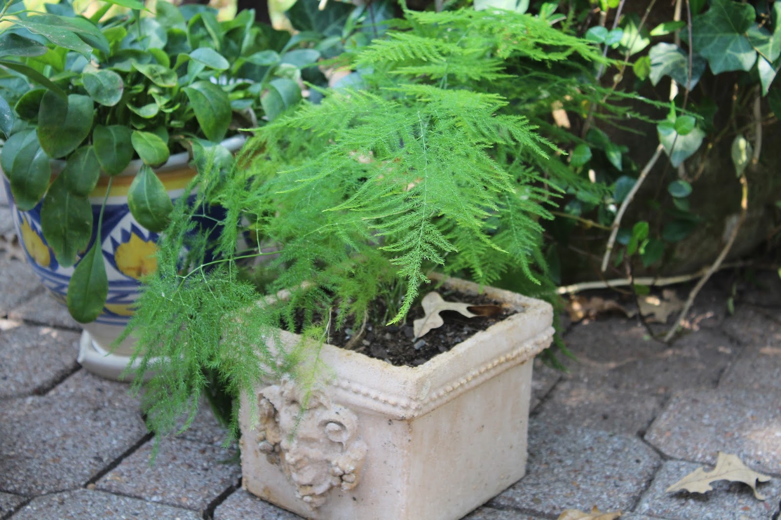 My Heart with Pleasure Fills: Our love for ferns