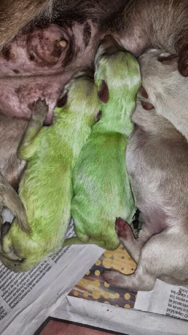 Inexplicable: Nacieron dos perros de color verde en España - Seamos Mas ...