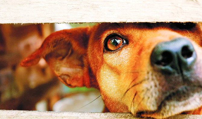 Girls Diary: Hai sa ajutam animalele fara stapan