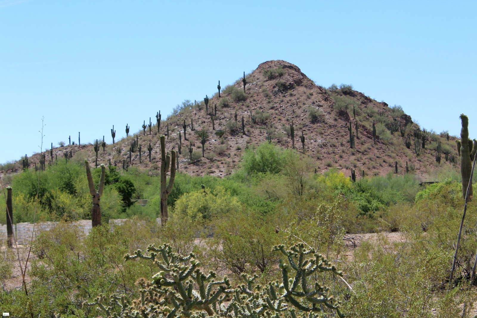 Wildflower Loop Trail, Desert Botanical Garden, Arizona | Caravan Sonnet