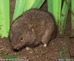 The Minnesota Rose Gardener: Voles!