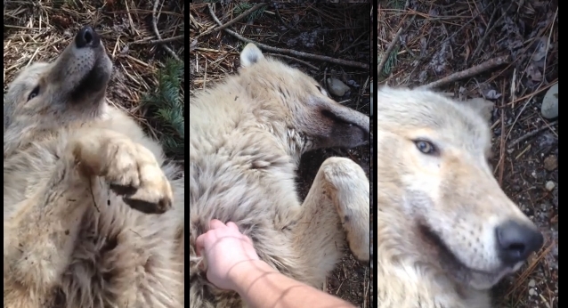 White Wolf : Wolf Pup Really Loves Belly Rubs And It Is Adorable (VIDEO)