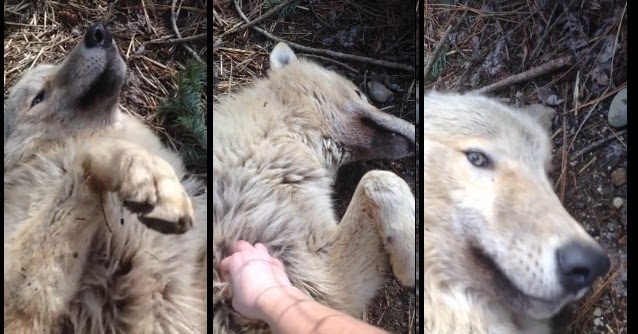 White Wolf : Wolf Pup Really Loves Belly Rubs And It Is Adorable (VIDEO)