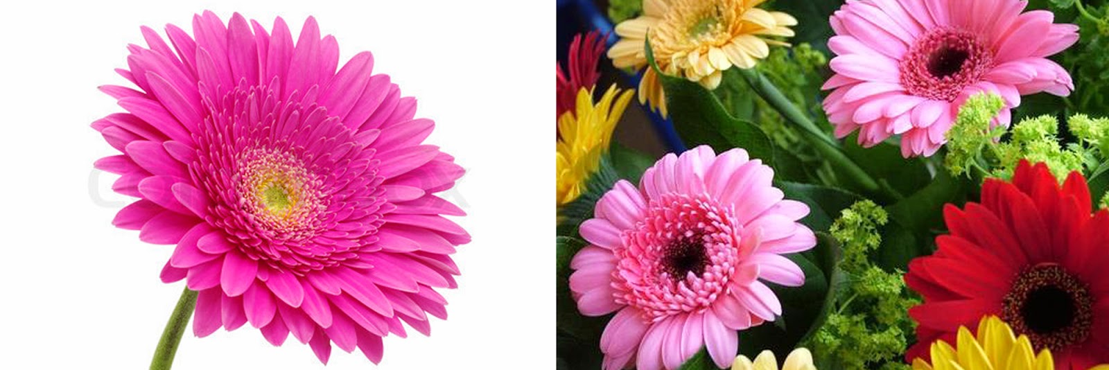 .: Senarai Harga Bunga Segar