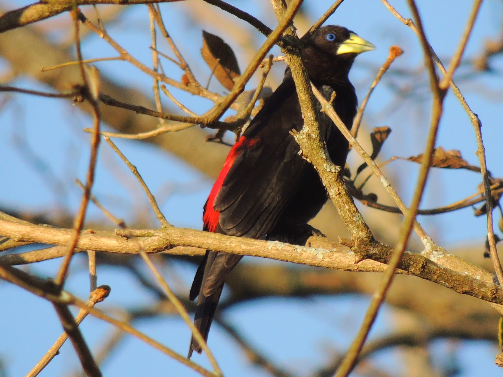 Amanda no País das Maravilhas: Cacicus haemorrhous (Linaeus, 1766) - Guaxe
