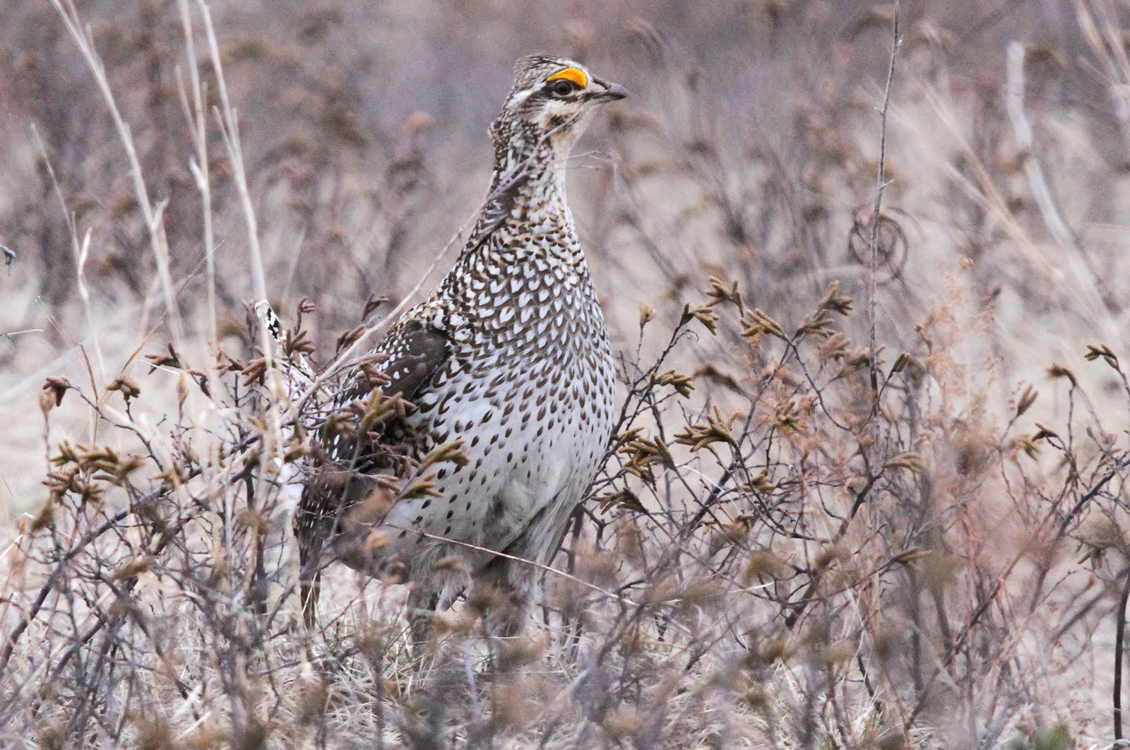 ShutterWi: Sharp-Tailed Grouse. Bayfield County WI.