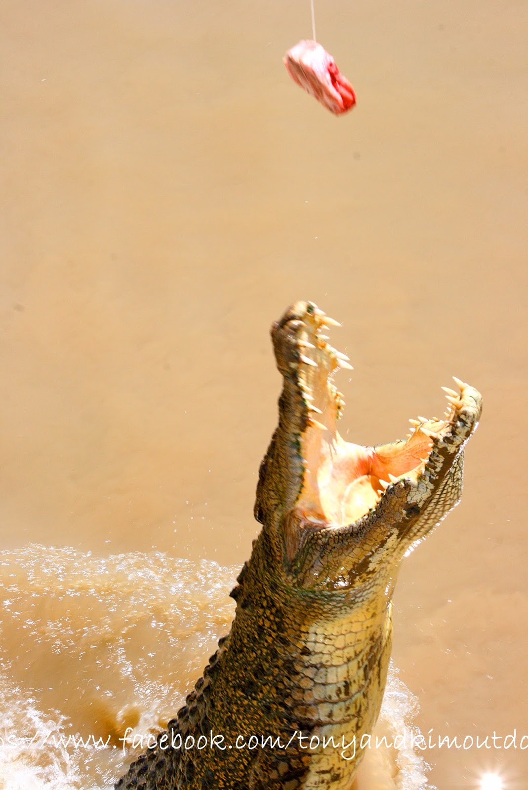 CROC JUMPING ADELAIDE RIVER, NT. ~ Tony and Kim Outdoor Adventures