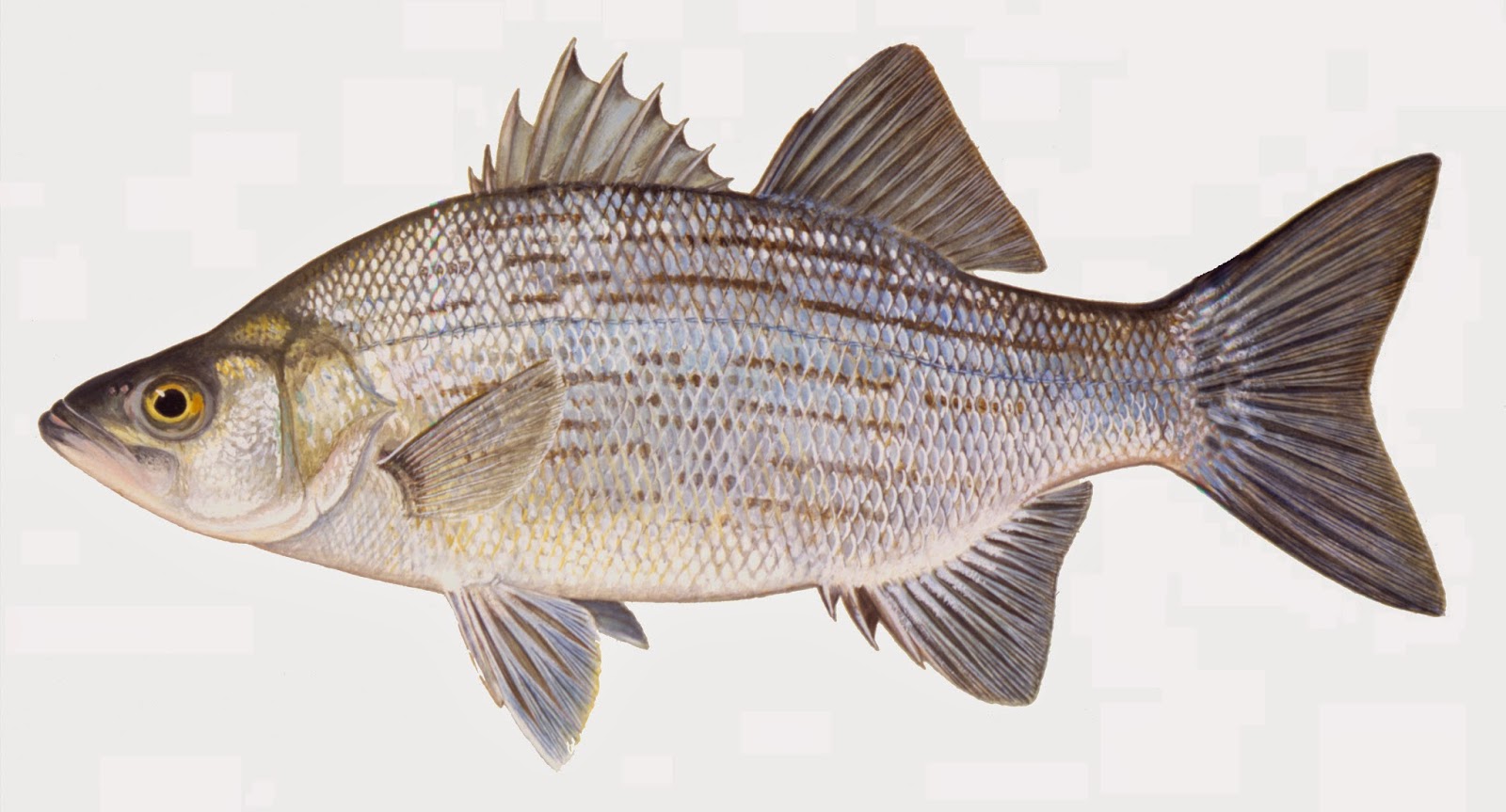 Take it Outside: Fish Iowa!: Iowa Fish Species