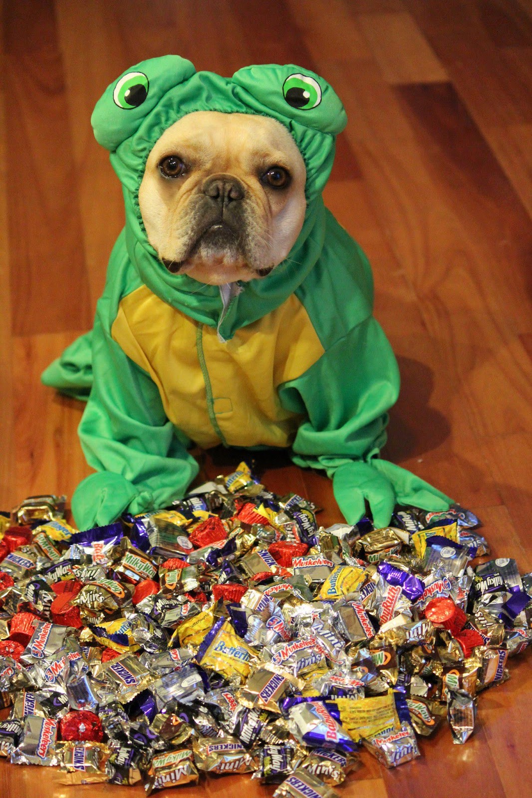 Rescatasesos: Perros que podrían ser modelos