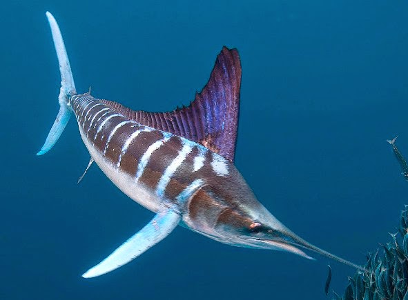 World Top 10 Fastest Fish - Top Medias