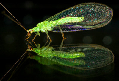 Temperate Climate Permaculture: Beneficial Insects: Lacewings