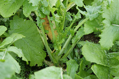 CULTURAS NO CAMPO: JÁ HÁ GRELOS