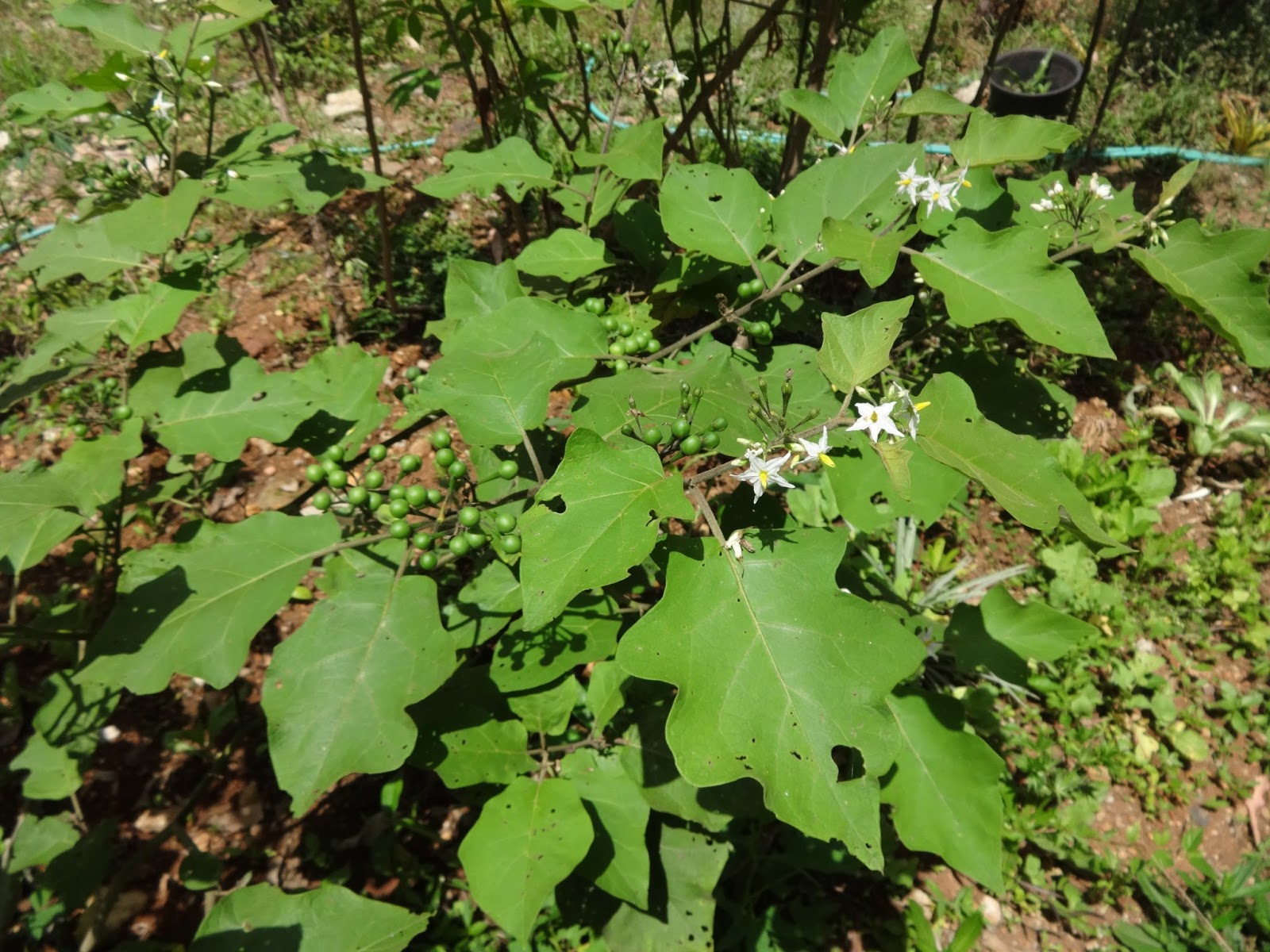 Herbs from Distant Lands: Solanum torvum - Pea Aubergine, Susumber ...