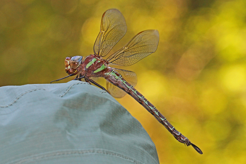 Earth and Space News: Swamp Darner Dragonfly Habitats: Green Marks ...