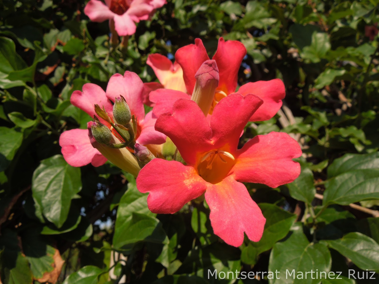 TROMPETA TREPADORA - BOTÀNIC SERRAT