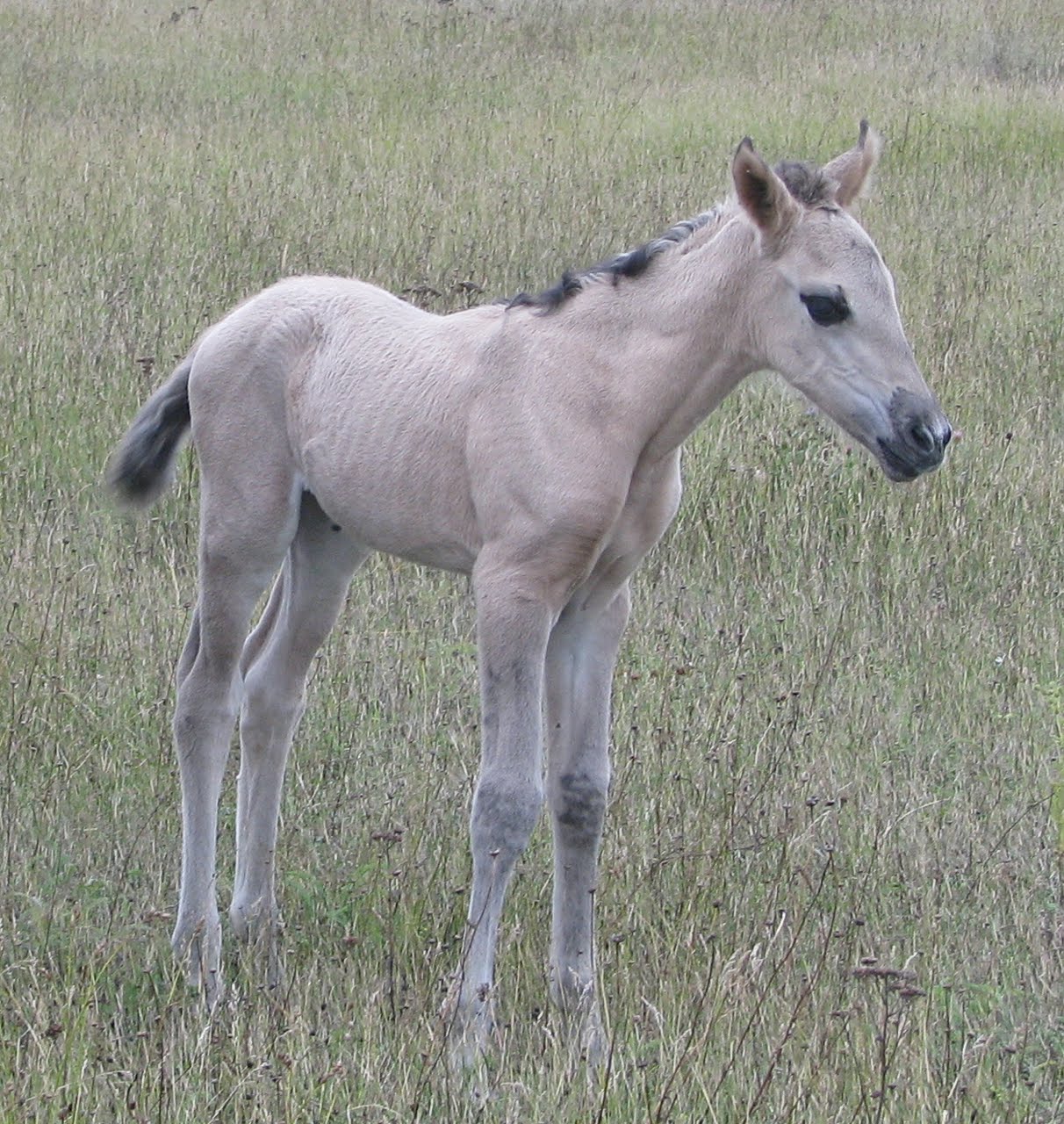 Journal of Ravenseyrie: The Homogeneous Sorraia Mustangs of Ravenseyrie