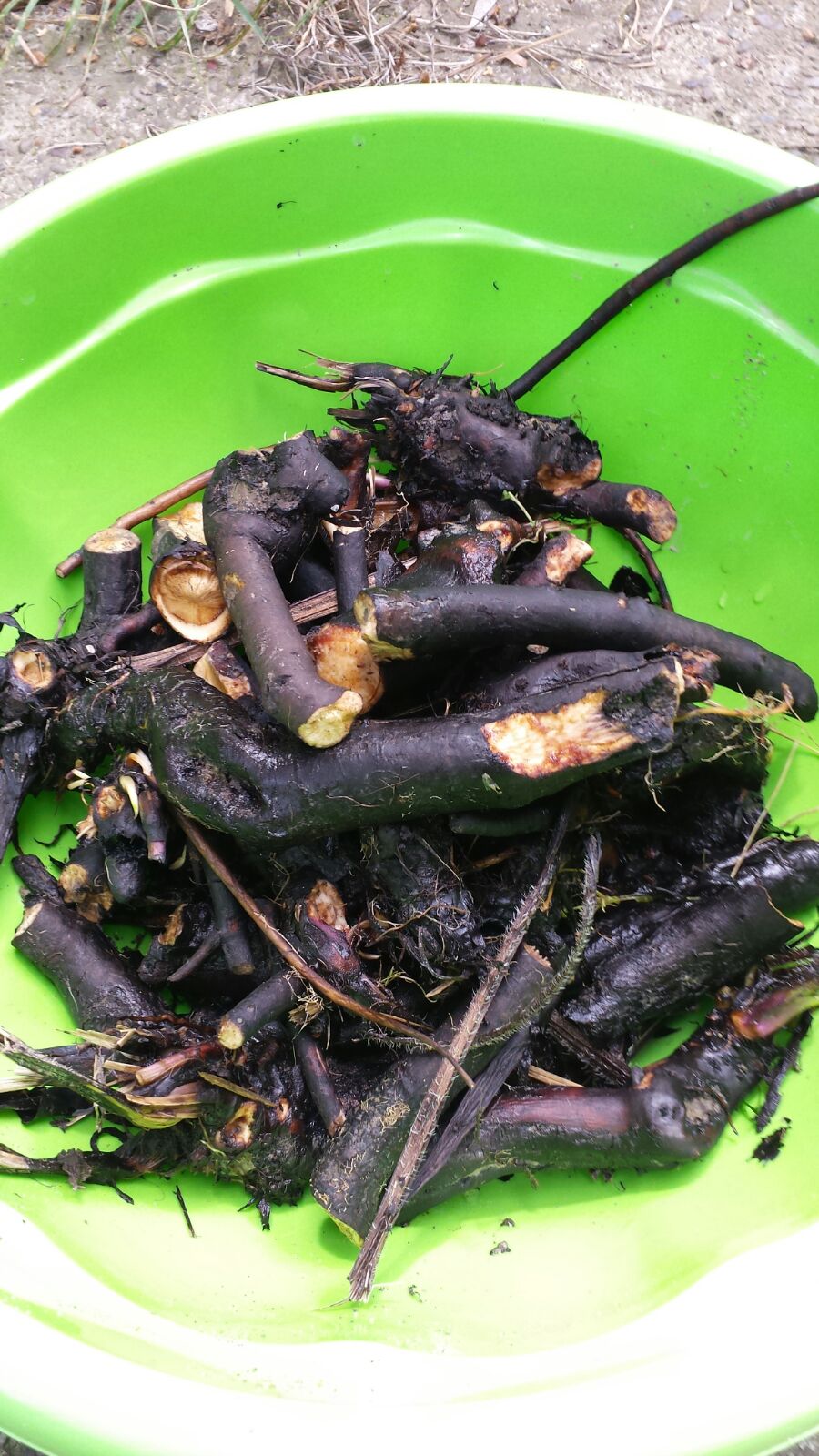 Gavezova mast po recepturi Marije Treben