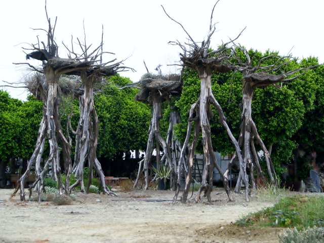 THE VIEW FROM MY CAMERA: Upside Down Trees