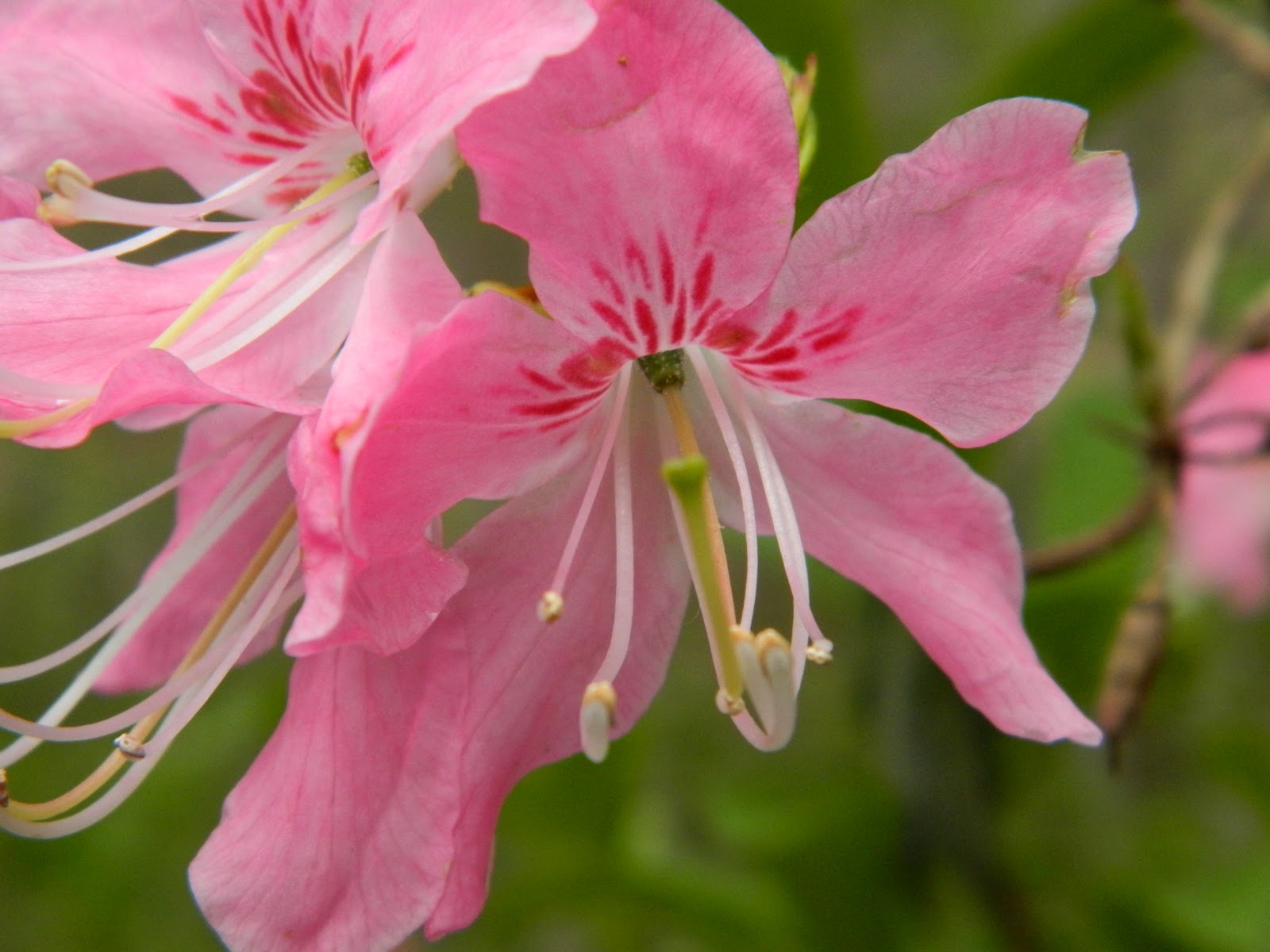 Lise's Log Cabin Life: The Rare Pinkshell Azalea