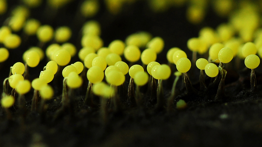 OBRAZY NATURY: Physarum sp. ( maworek)