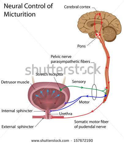 Medicowesome: Micturition reflex and types of bladder