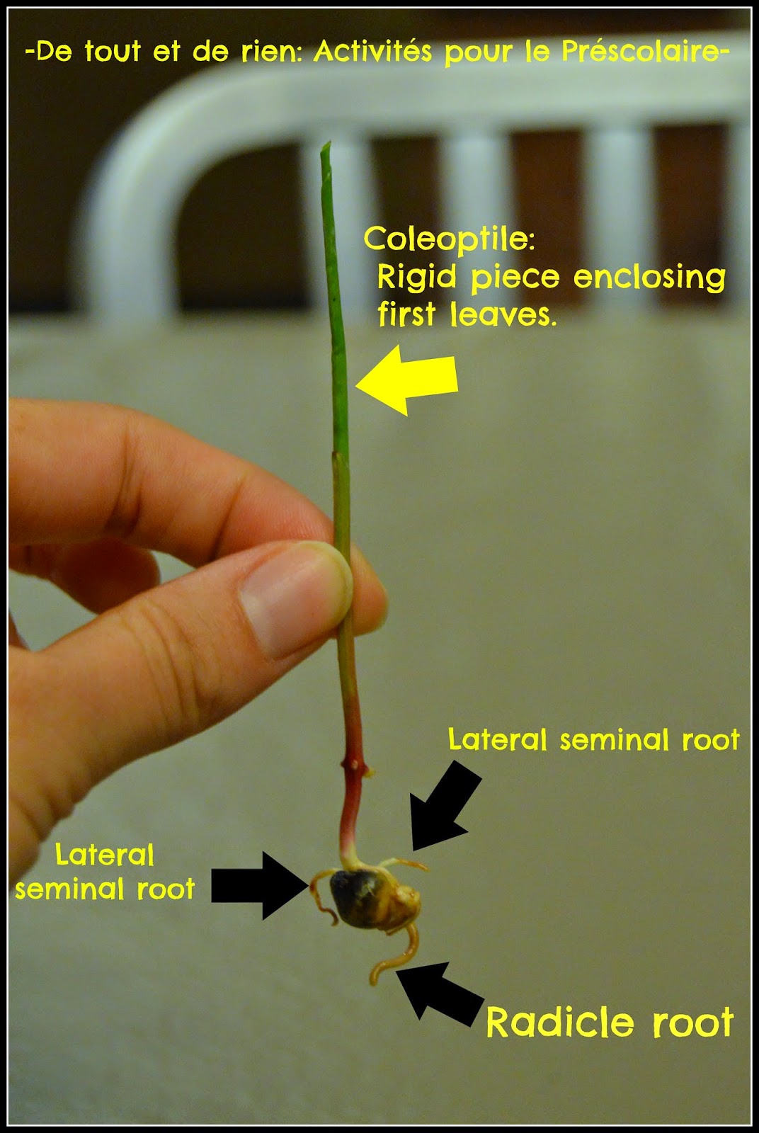 De tout et de rien: Activités pour le Préscolaire
