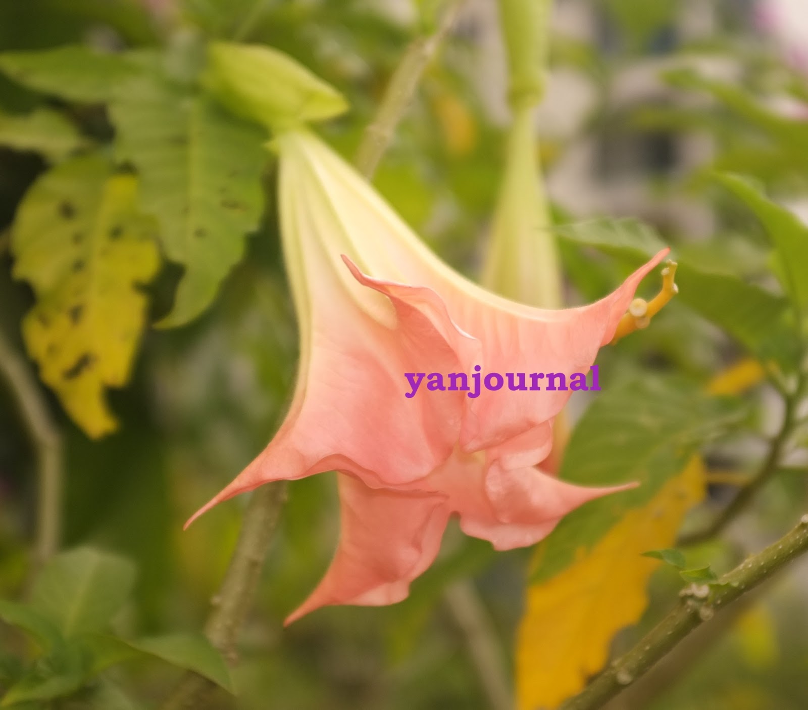 Yan's Family, Frens, Travel, And Food Journal: Indahnya bunga - bunga ...