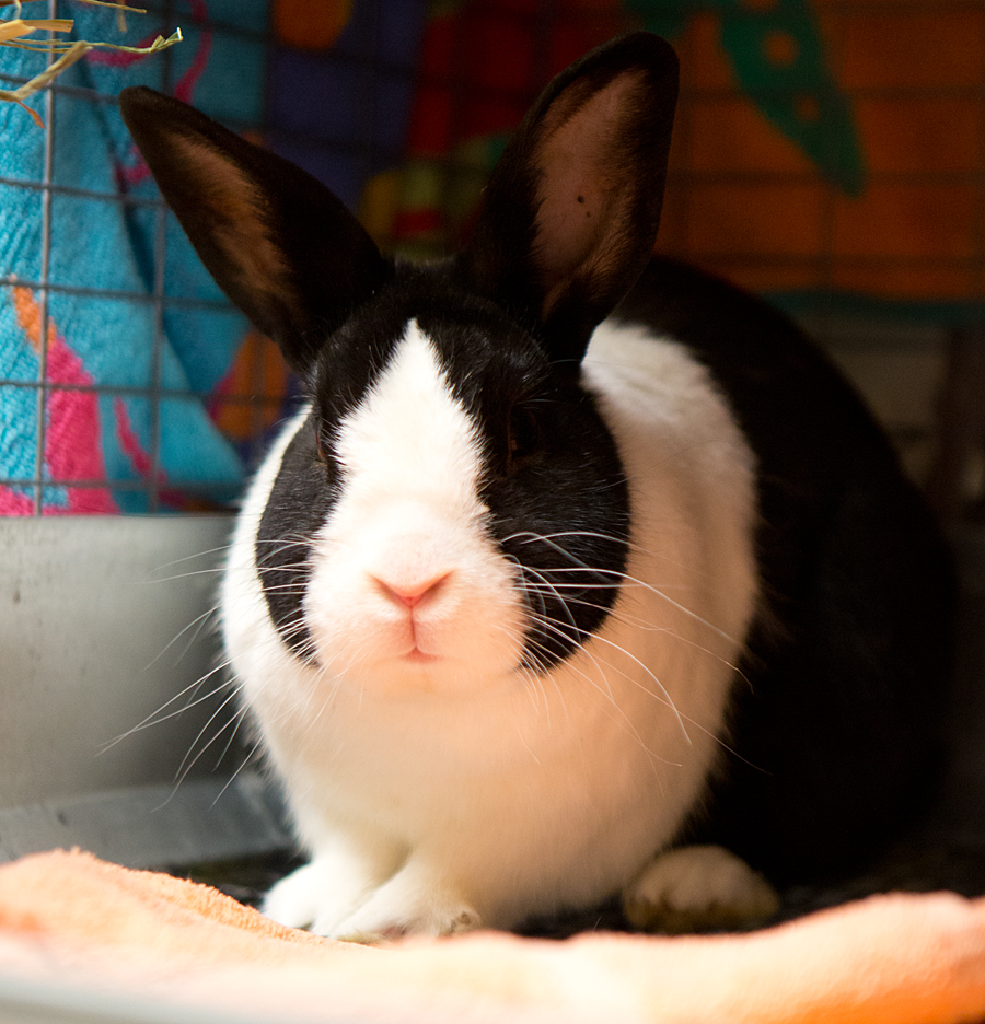 Shelter Dogs of Portland: "JAKK" - great markings and personality too ...