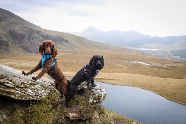 Climbing Snowdon with a Dog | Steph & The Spaniels: Dog Friendly ...