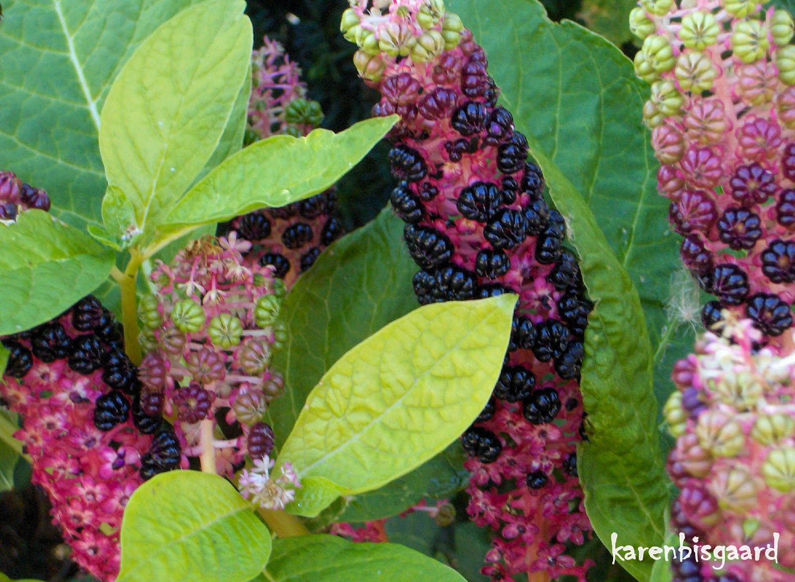 Karen`s Nature Photography: Pokeweed Plant with Berries at Various Stages.