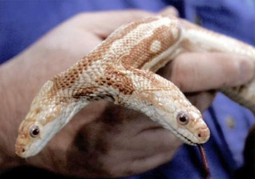 Conjoined twins animals |Daily Pictures