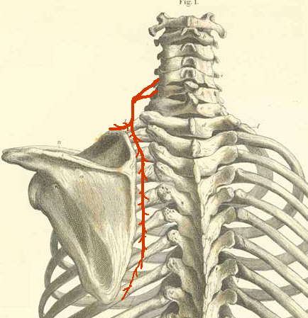 Science First ( علاج طبيعي )