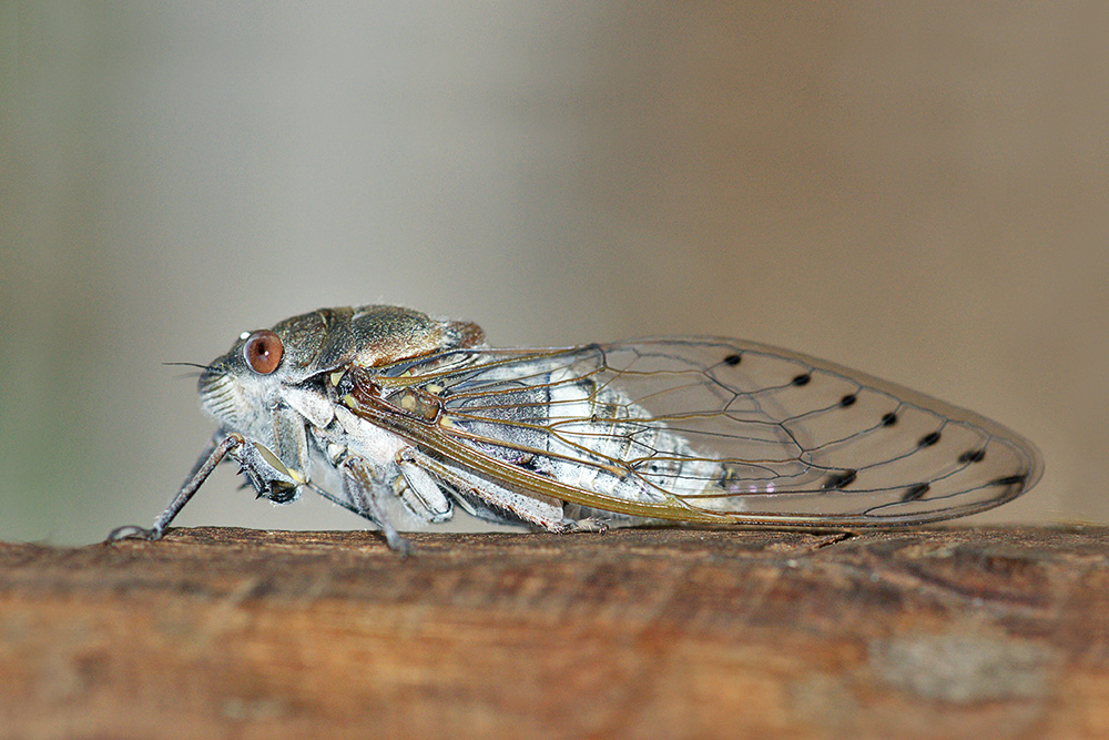 Photo Nature Lilliputienne (macrophotographies): Cigale (Madagascar)