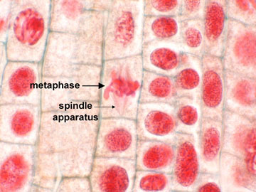 Mitosis | Careers-Biotech