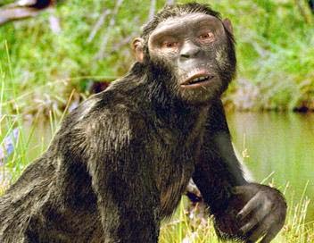 Marina Franganillo Lobato 1ºD: Orrorin, EL ORIGEN