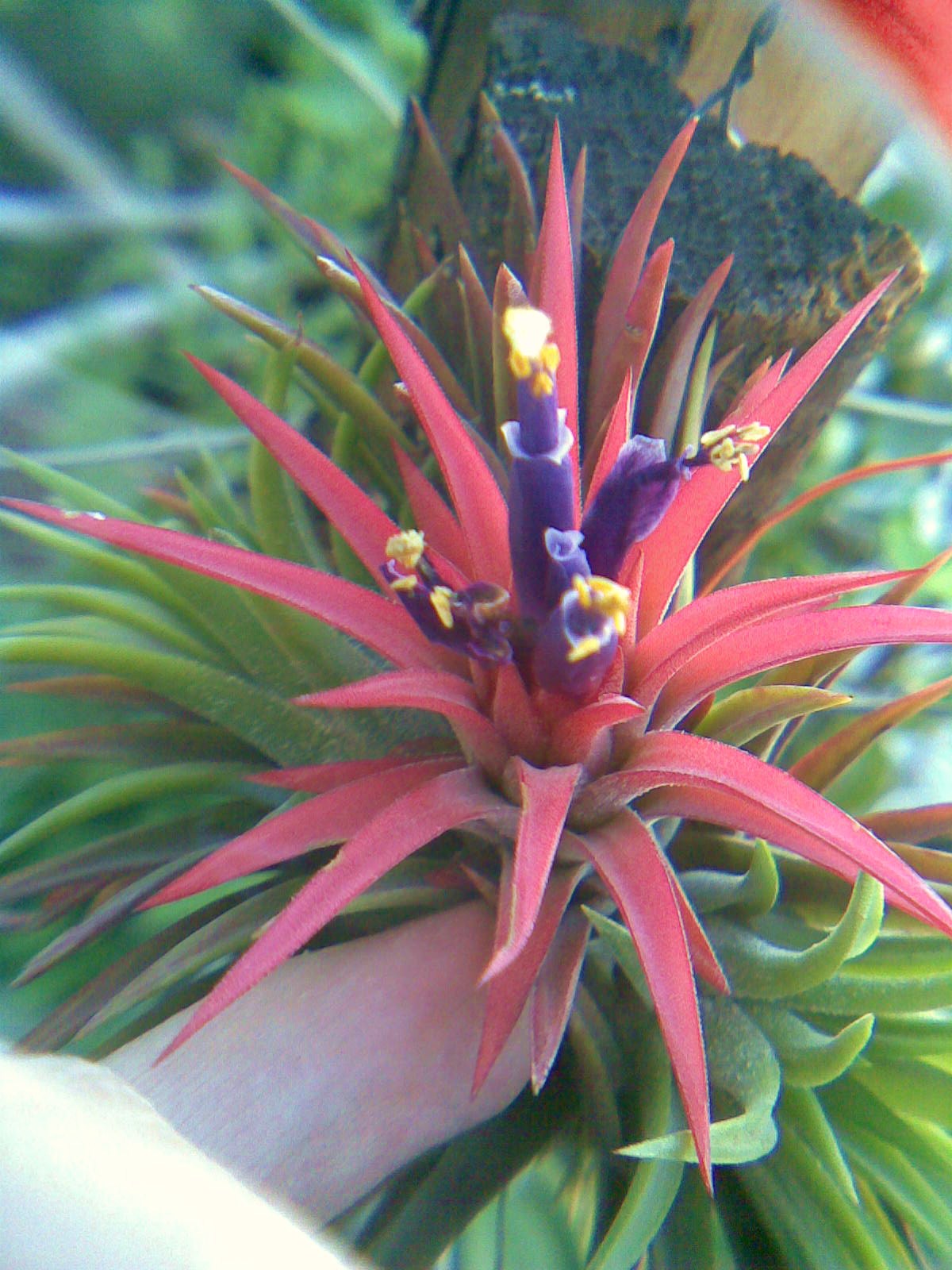 growing tillandsias: Diversidad de Tillandsias